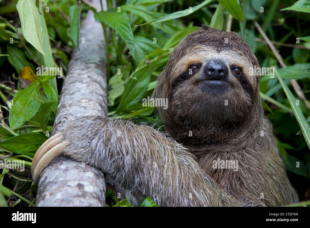 Sloth face close up hi-res stock photography and images - Alamy