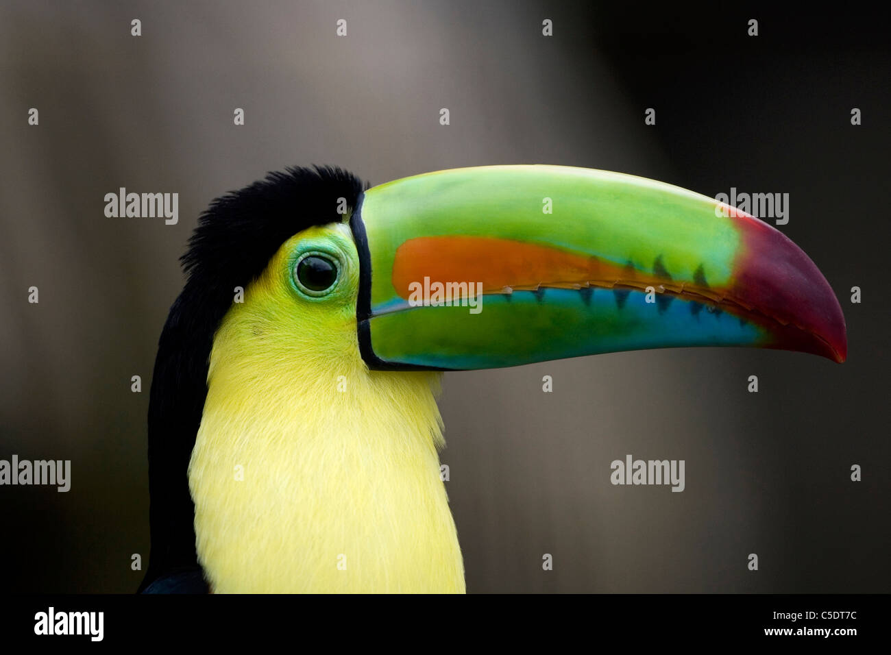 Tucan High Resolution Stock Photography and Images - Alamy