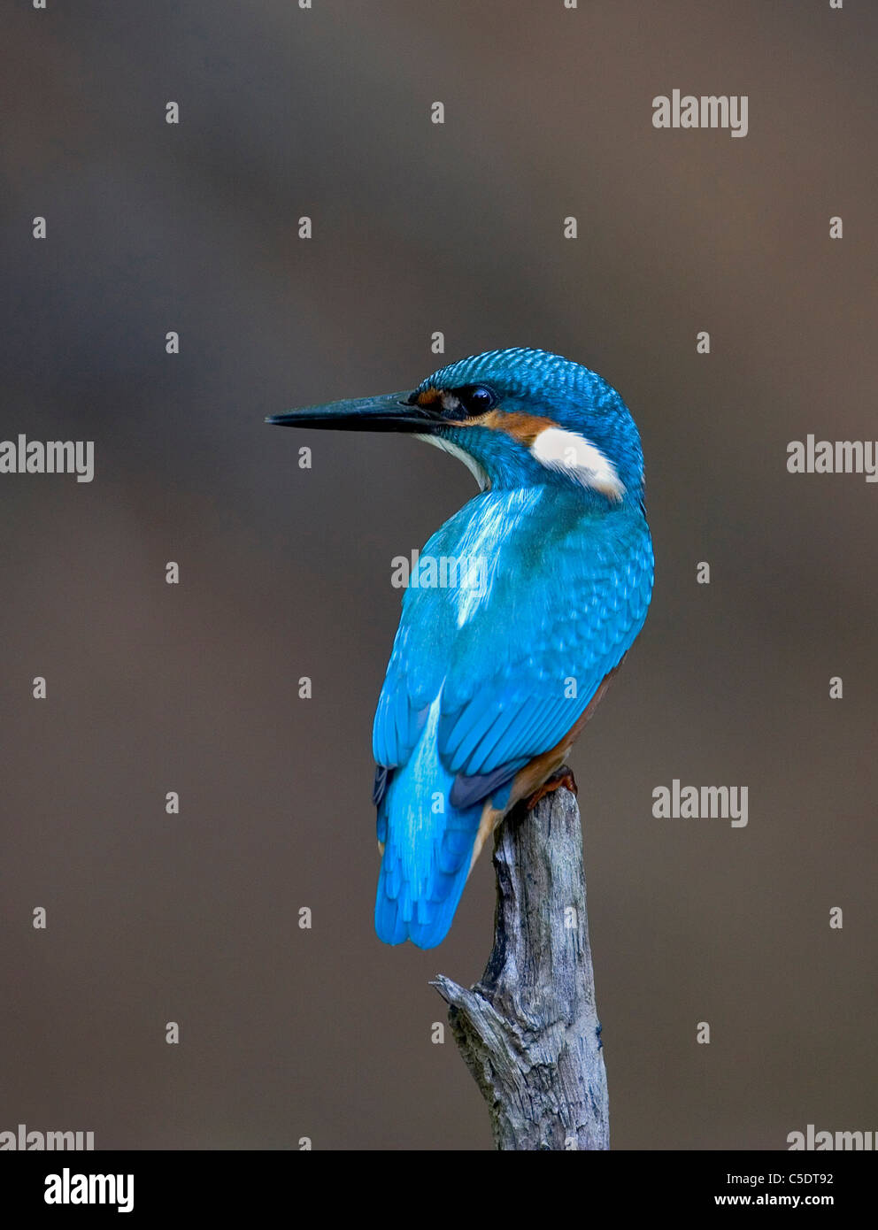 Kingfisher up close hi-res stock photography and images - Alamy