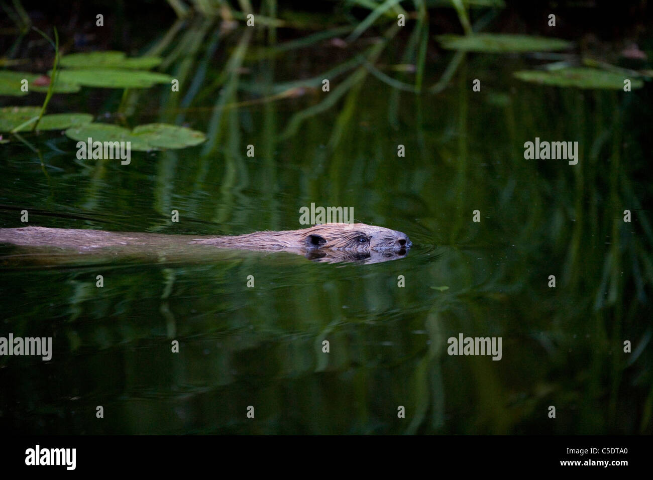 Swimming Beaver High Resolution Stock Photography and Images - Alamy