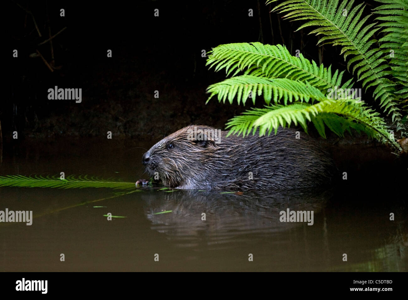 Beaver in water hi-res stock photography and images - Alamy