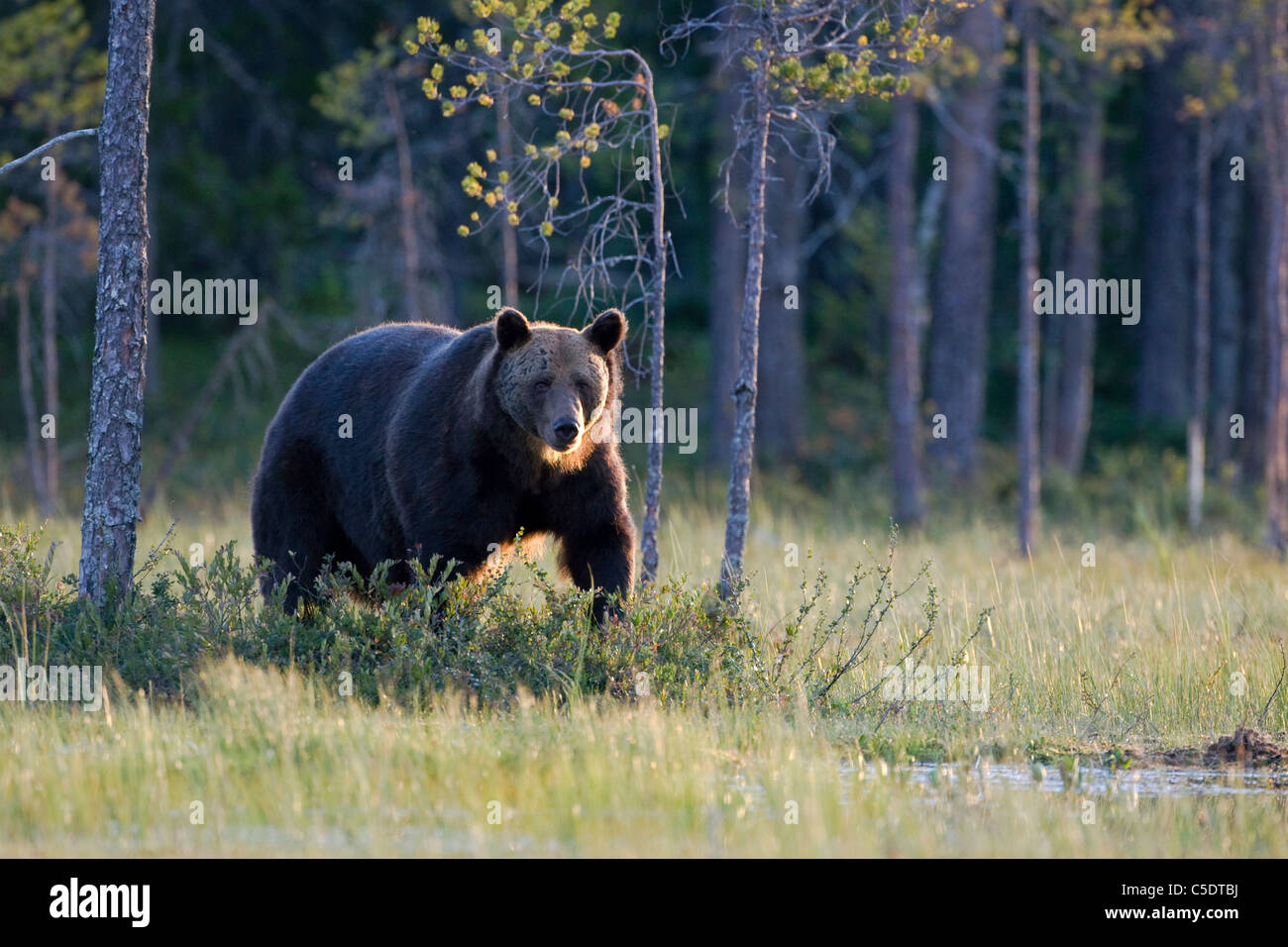 Brown bear standing against tree High Resolution Stock Photography and ...