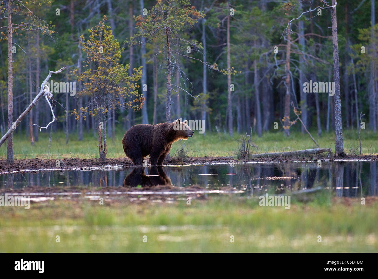 Bear on the tree hi-res stock photography and images - Alamy