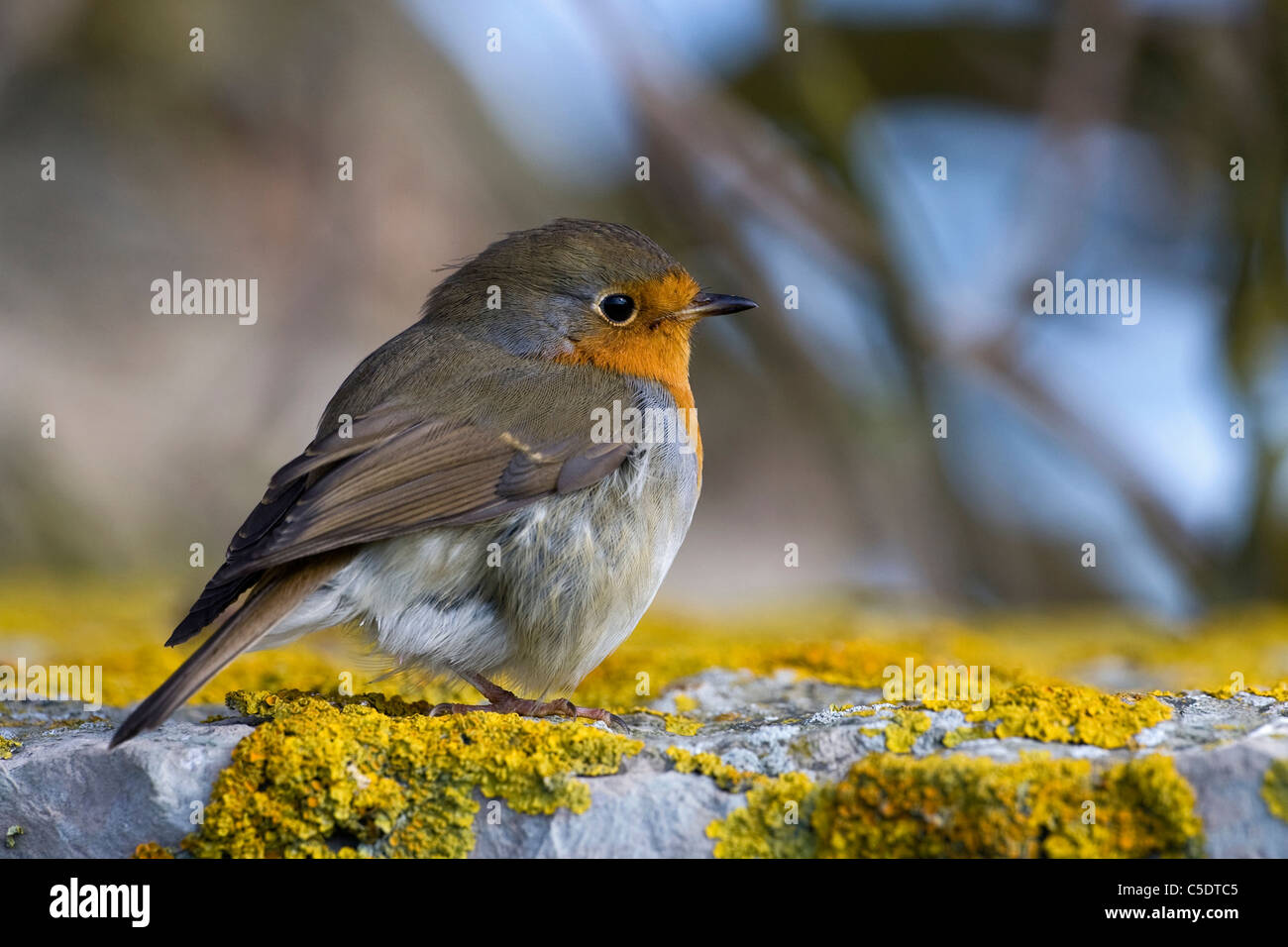 Side view of robin hi-res stock photography and images - Alamy