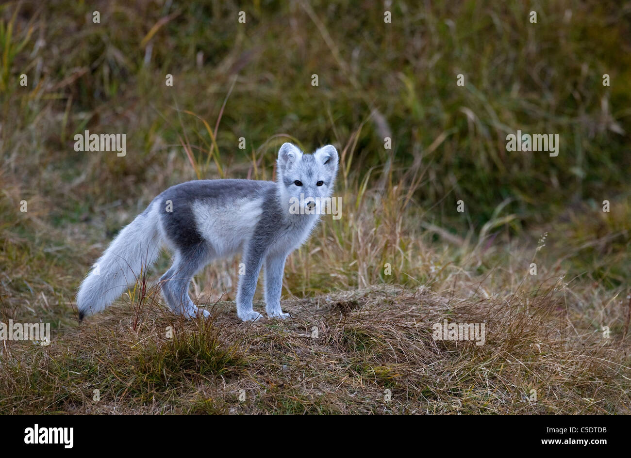 Portrait of fox hi-res stock photography and images - Alamy