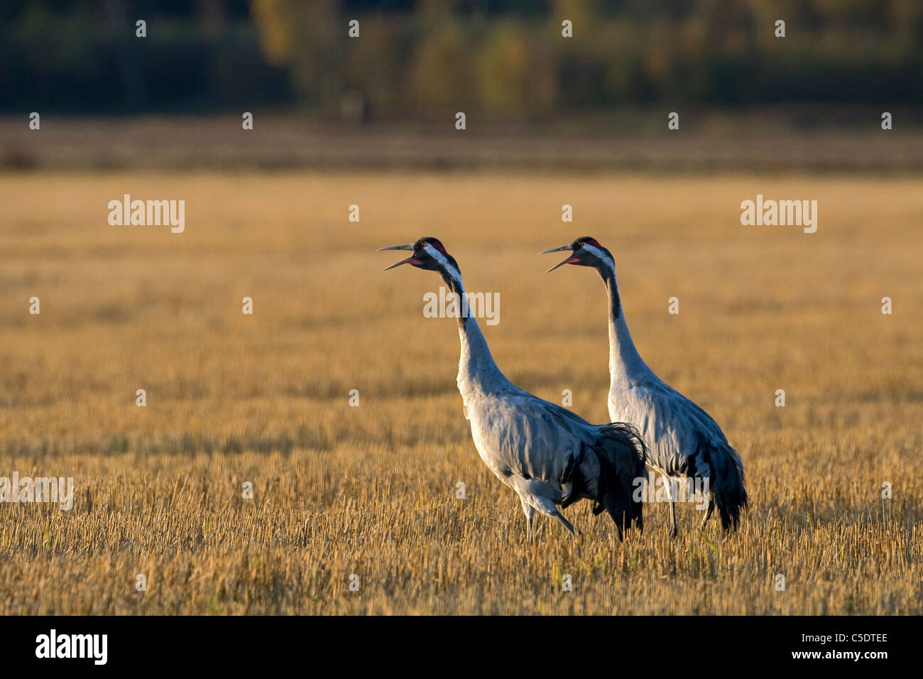 Two cranes hi-res stock photography and images - Alamy