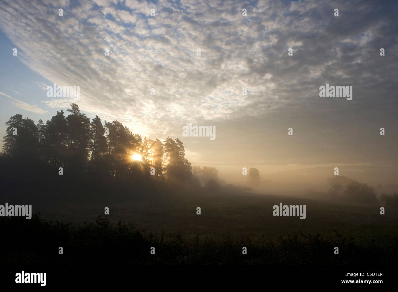Sun light through trees hi-res stock photography and images - Alamy