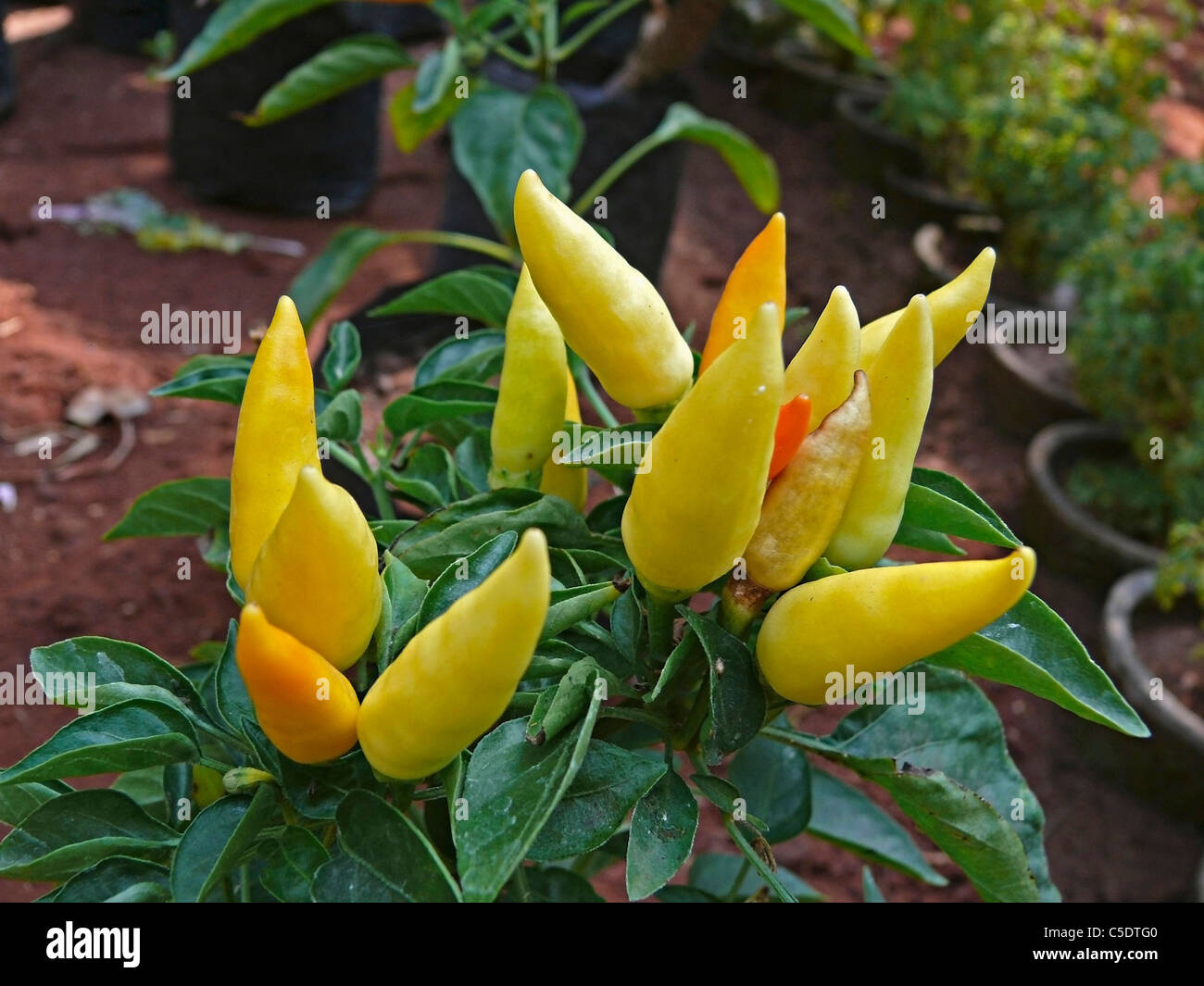 Yellow Chili, Hybrid plant Stock Photo - Alamy