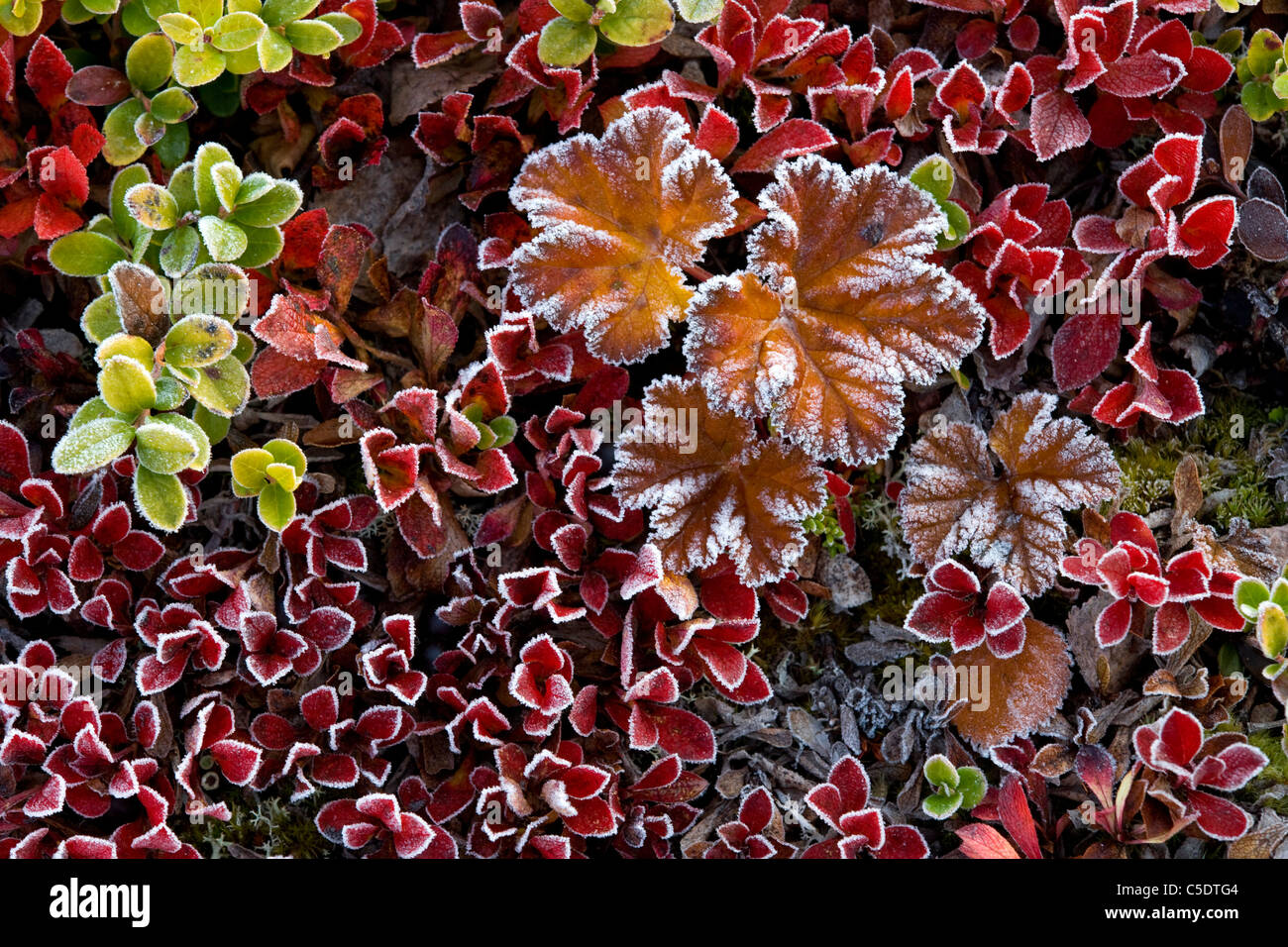 Frosty fall leaves hi-res stock photography and images - Alamy