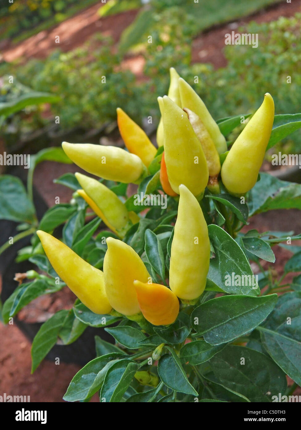 Plant Of Common Chilies High Resolution Stock Photography and Images ...