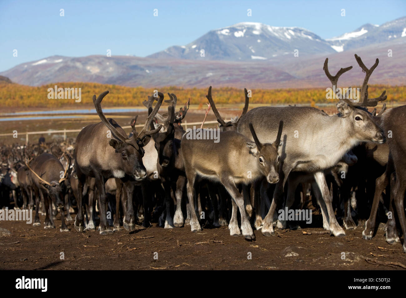 Reindeer breeding in lapland rangifer hi-res stock photography and ...
