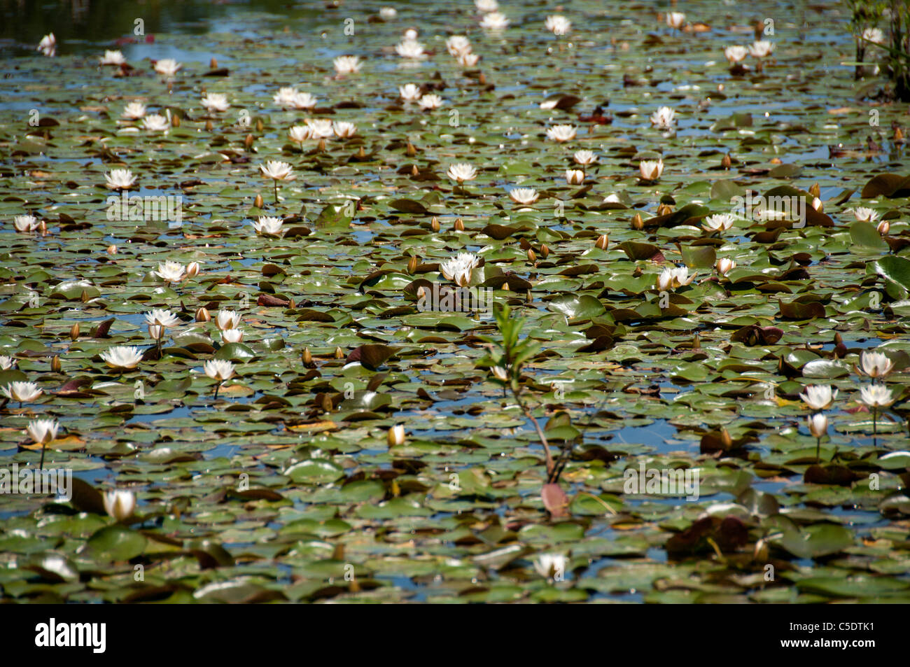 Water lilies in pond hi-res stock photography and images - Alamy