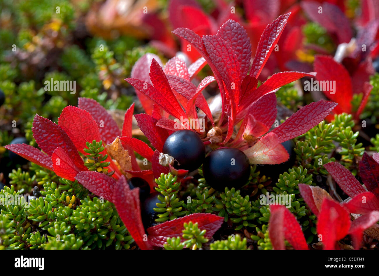 Swedish berries hi-res stock photography and images - Alamy