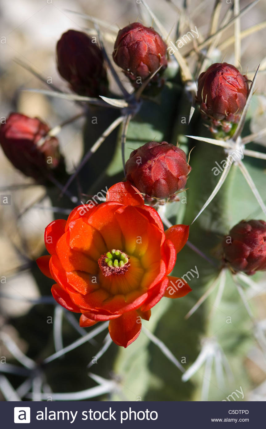 Claret Cup Cactus Stock Photos & Claret Cup Cactus Stock Images - Alamy