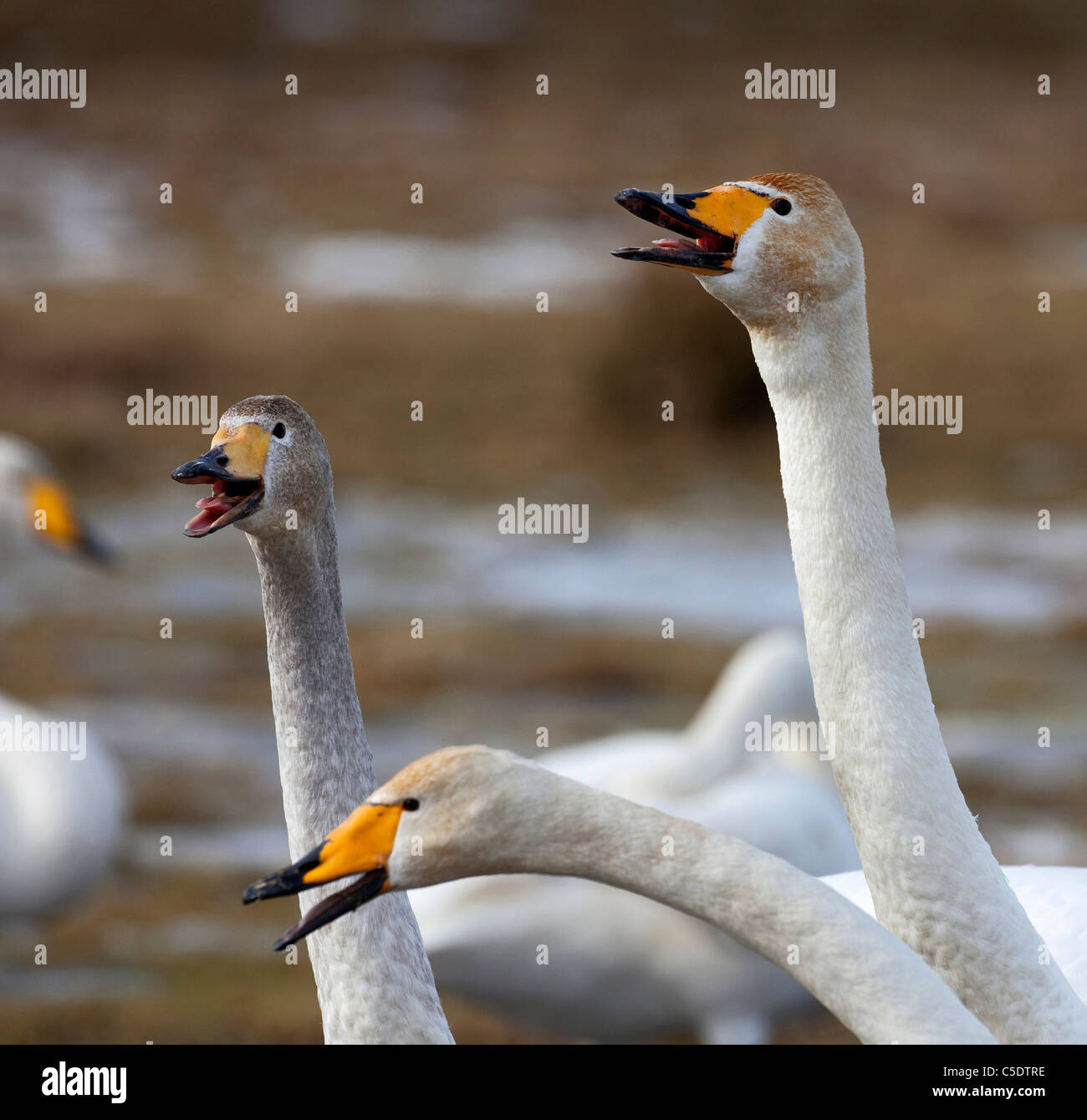 Open beaks hi-res stock photography and images - Alamy