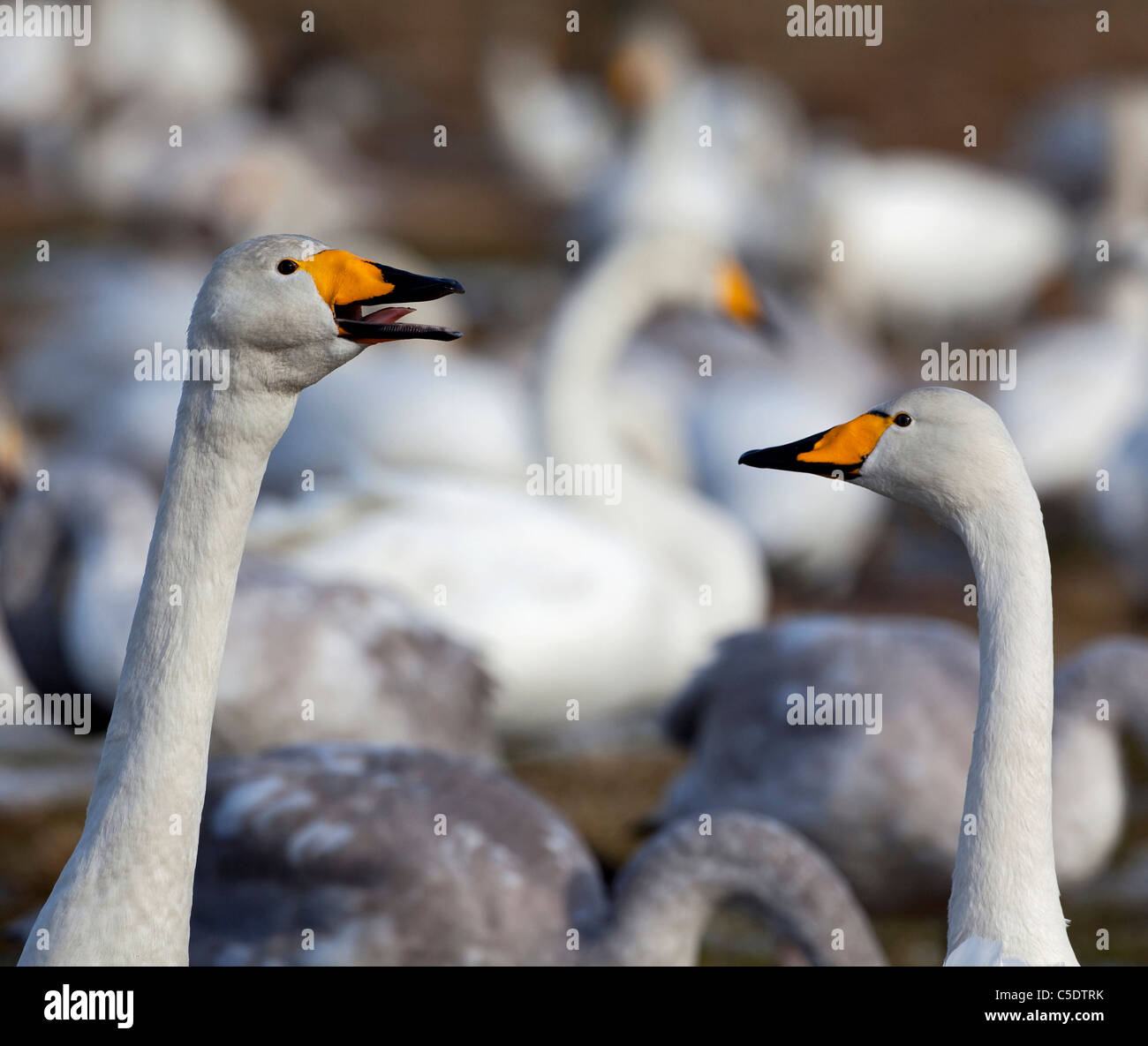 Open beaks hi-res stock photography and images - Alamy