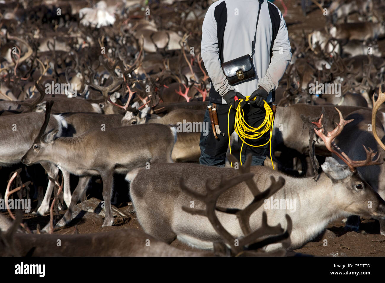 Human herd hi-res stock photography and images - Alamy