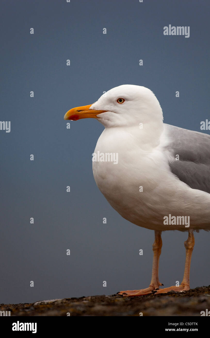 Close up view of gull hi-res stock photography and images - Alamy