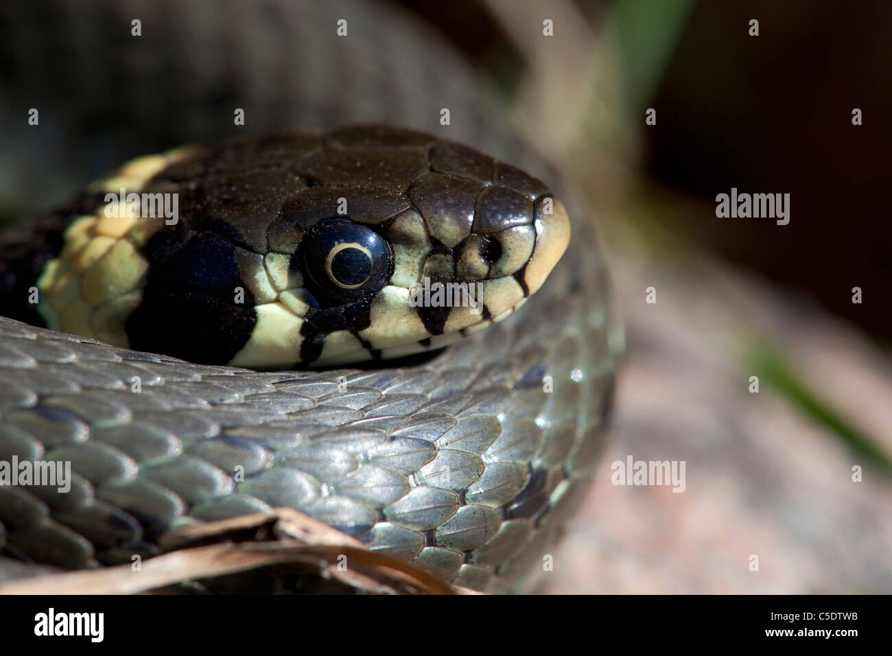 Snake alert hi-res stock photography and images - Alamy