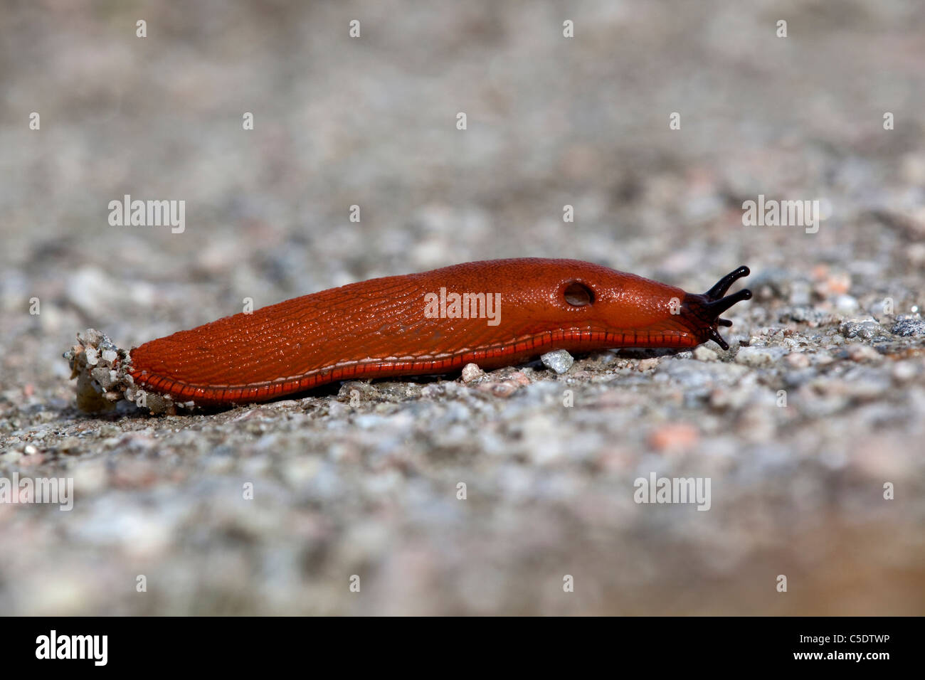 Slug up close hi-res stock photography and images - Alamy