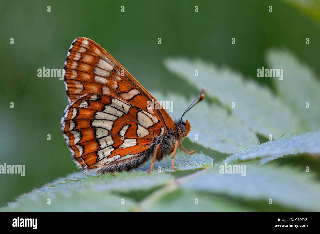 Scarce leaves hi-res stock photography and images - Alamy