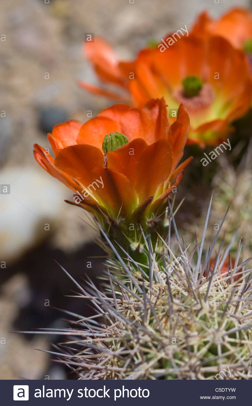 Claret Cup Cactus Stock Photos & Claret Cup Cactus Stock Images - Alamy
