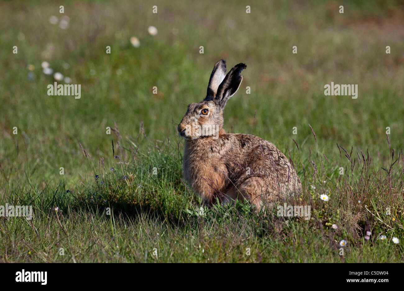 Is a hare hi-res stock photography and images - Alamy