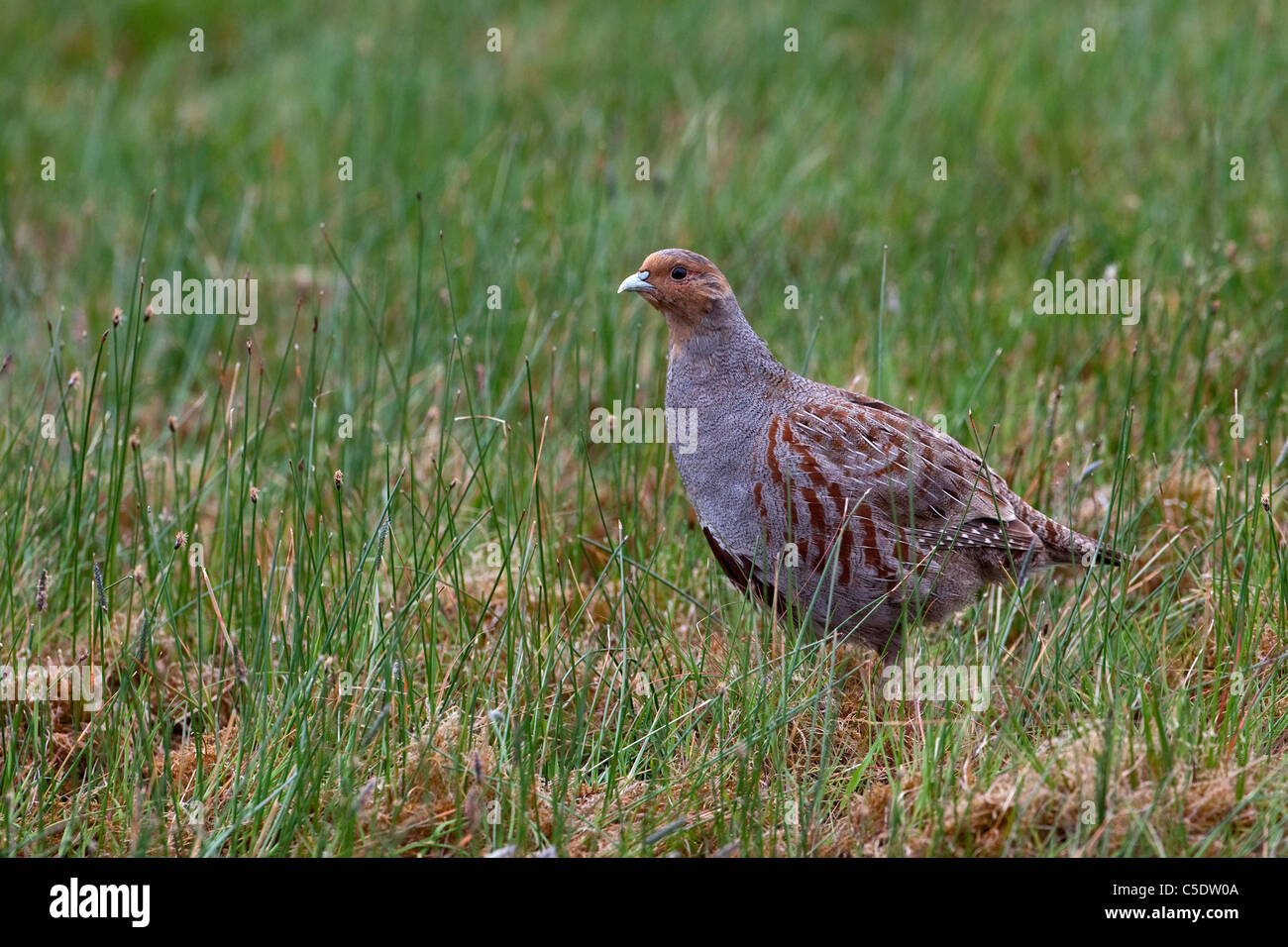 Bird in grass hi-res stock photography and images - Alamy
