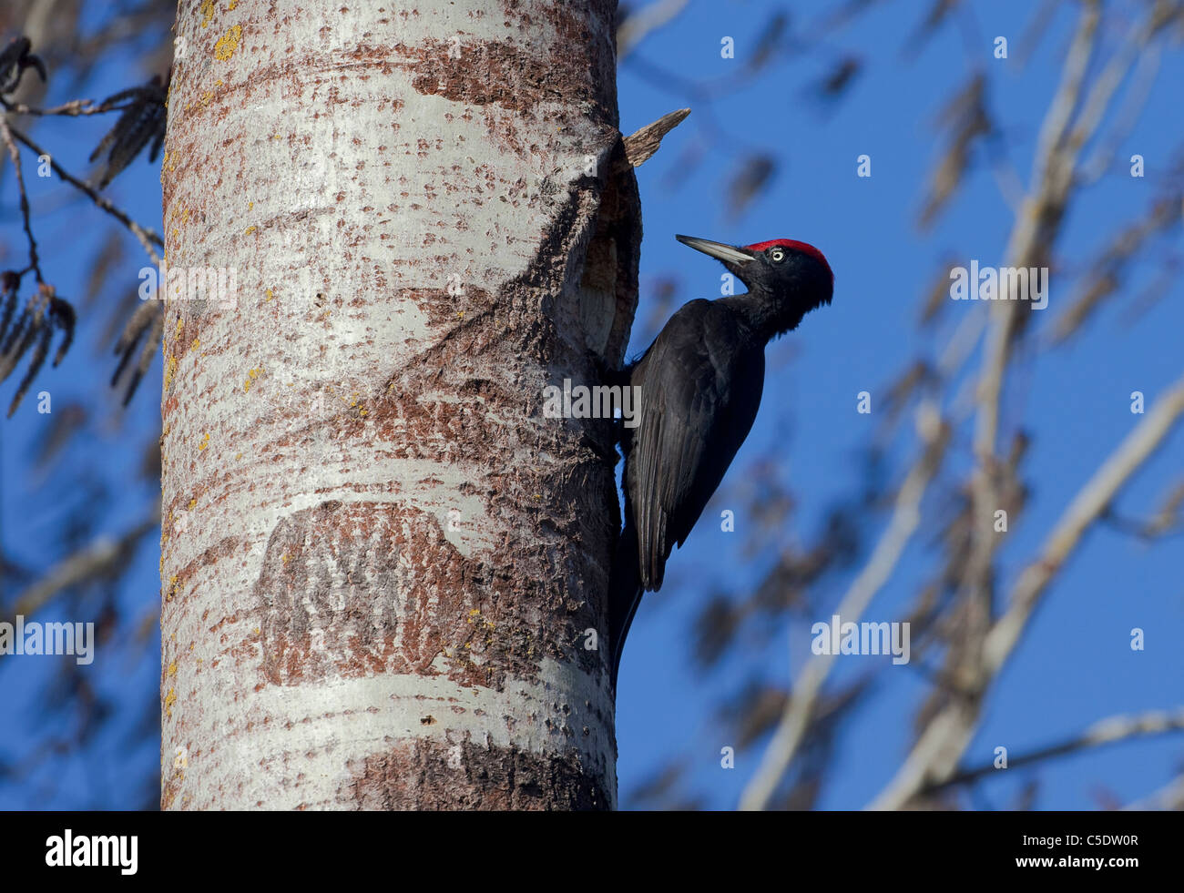 Side trunk hi-res stock photography and images - Alamy