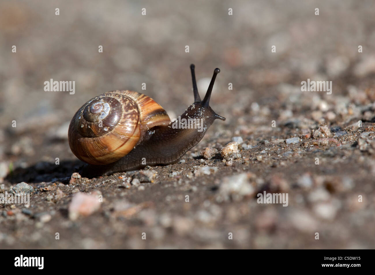 Snail shell patterns hi-res stock photography and images - Alamy