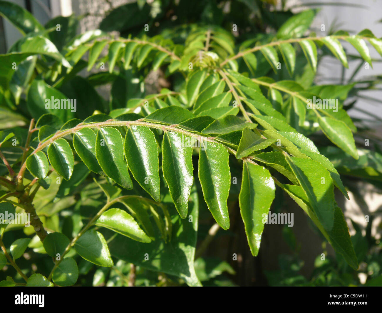 Curry Leaf, Murraya koenigii Stock Photo - Alamy