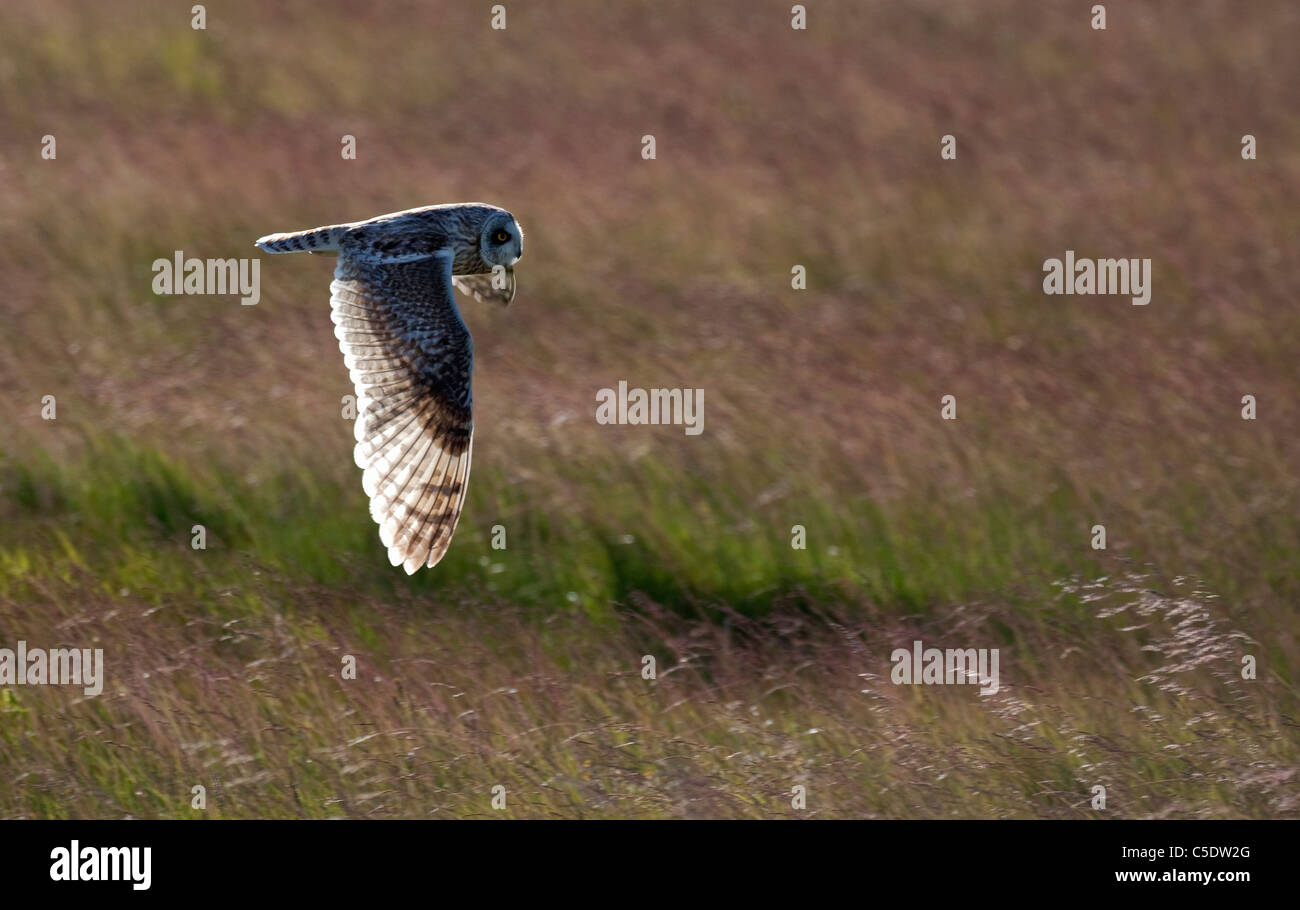 Owl on grass hi-res stock photography and images - Alamy