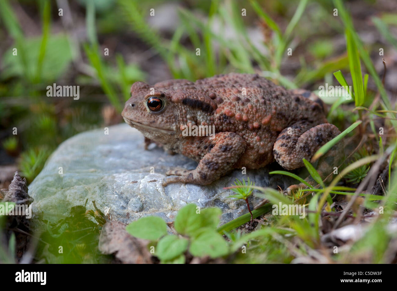 Stone toad hi-res stock photography and images - Alamy