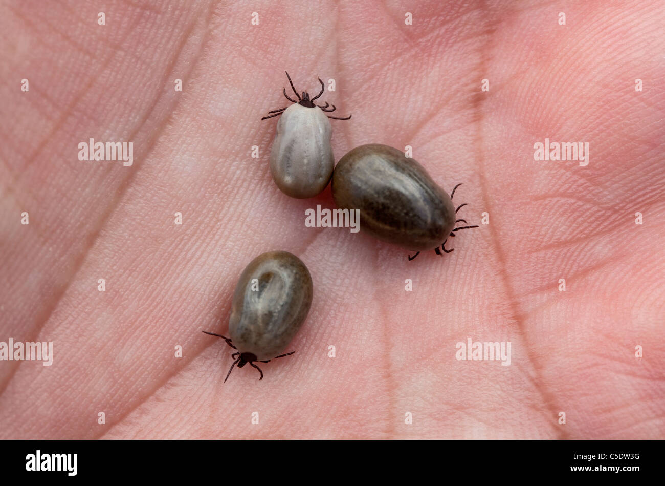 Ticks and mites hi-res stock photography and images - Alamy