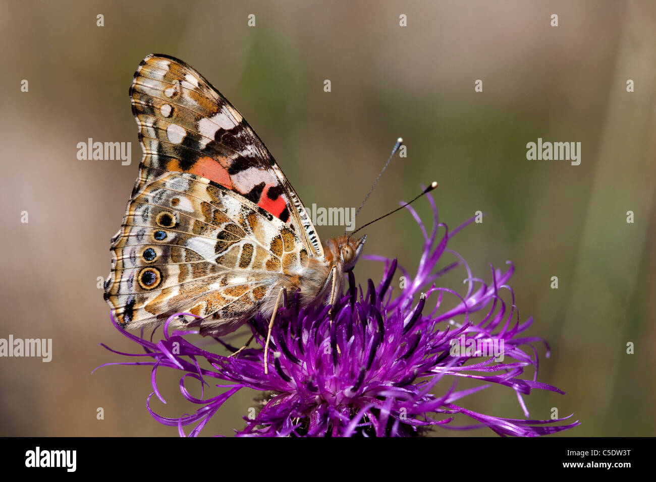 Butterfly legs close up hi-res stock photography and images - Alamy