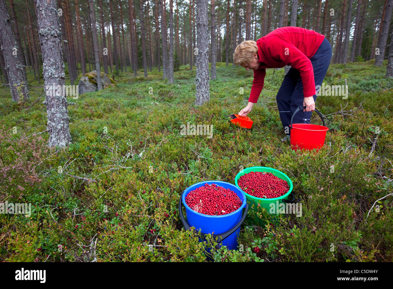 Swedish berries hi-res stock photography and images - Alamy