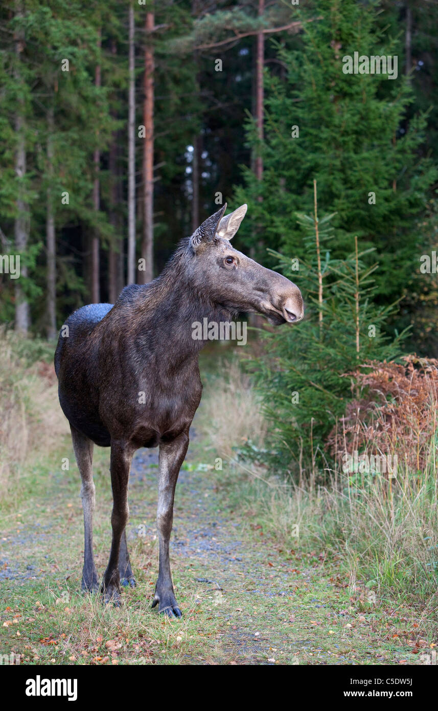 Moose trees hi-res stock photography and images - Alamy