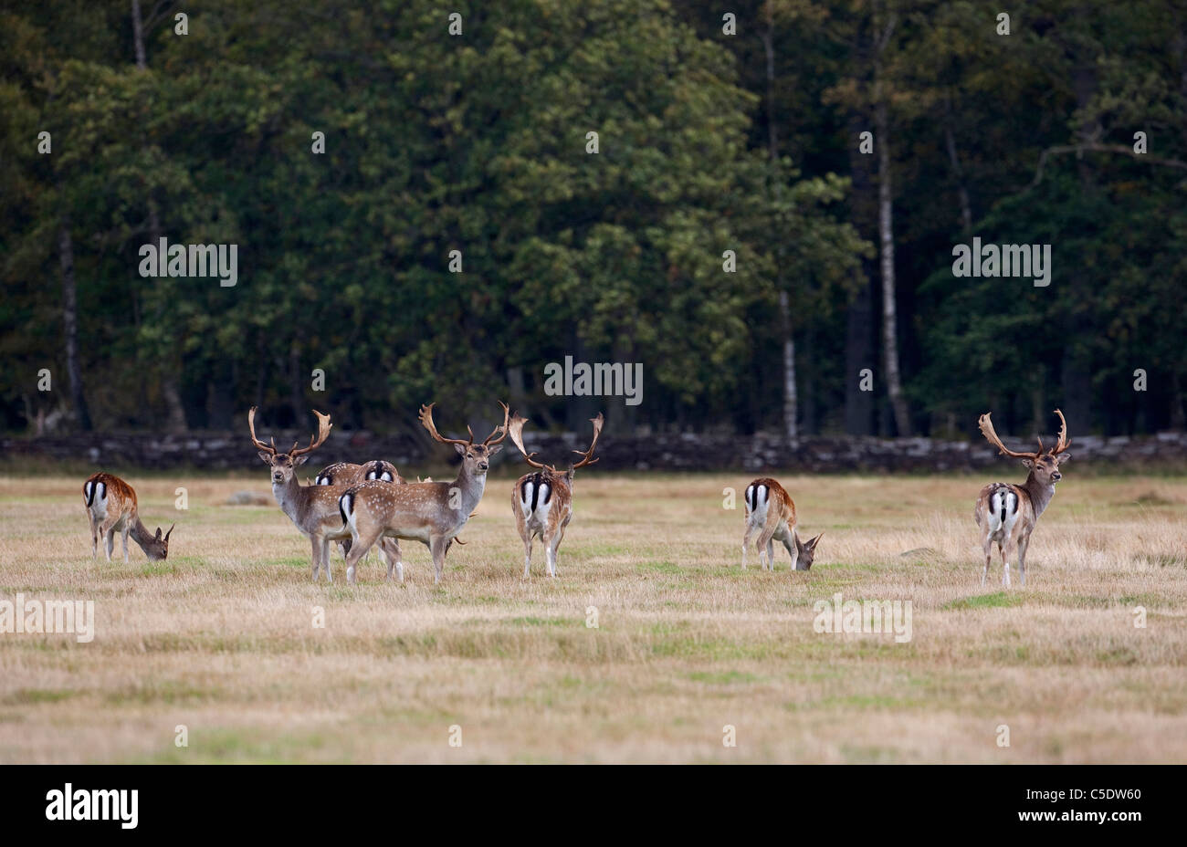 Red deer flock hi-res stock photography and images - Alamy