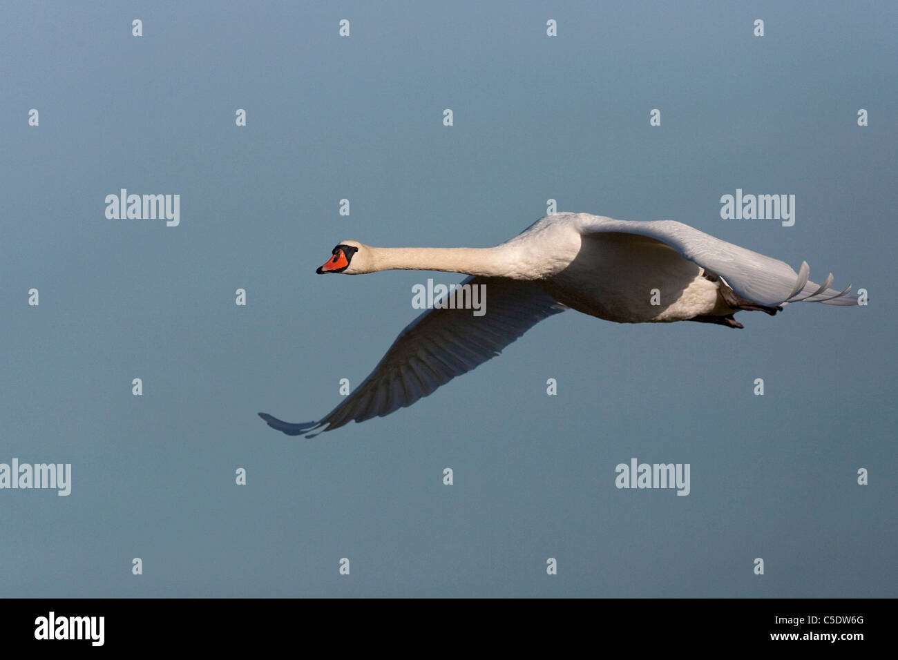 Side view in flight hi-res stock photography and images - Alamy