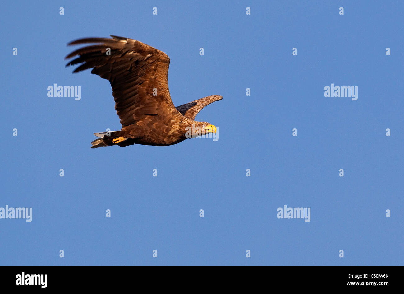 Eagle eye view hi-res stock photography and images - Alamy