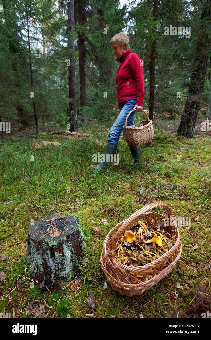 Picking Mushrooms High Resolution Stock Photography and Images - Alamy