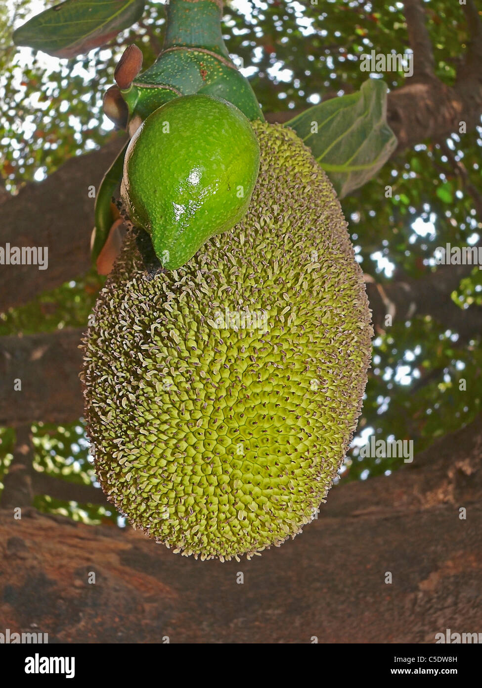 Jackfruits artocarpus heterophyllus hi-res stock photography and images ...