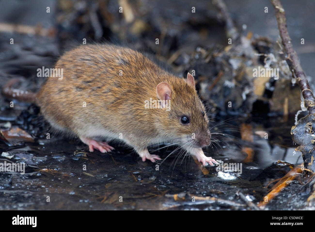 Wet rodent hi-res stock photography and images - Alamy