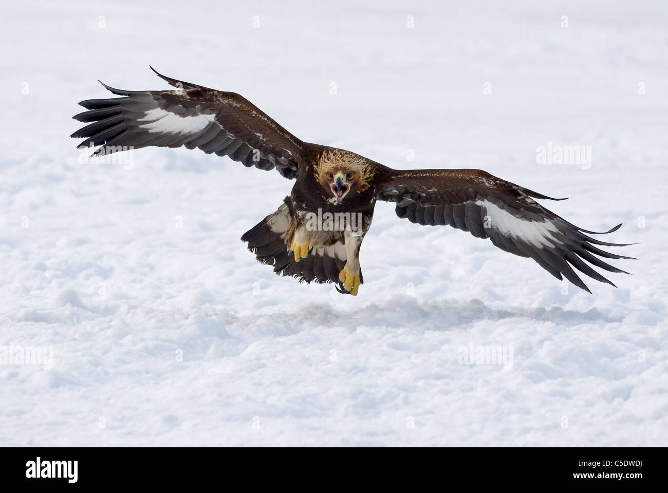 Golden eagle spread wings hi-res stock photography and images - Alamy