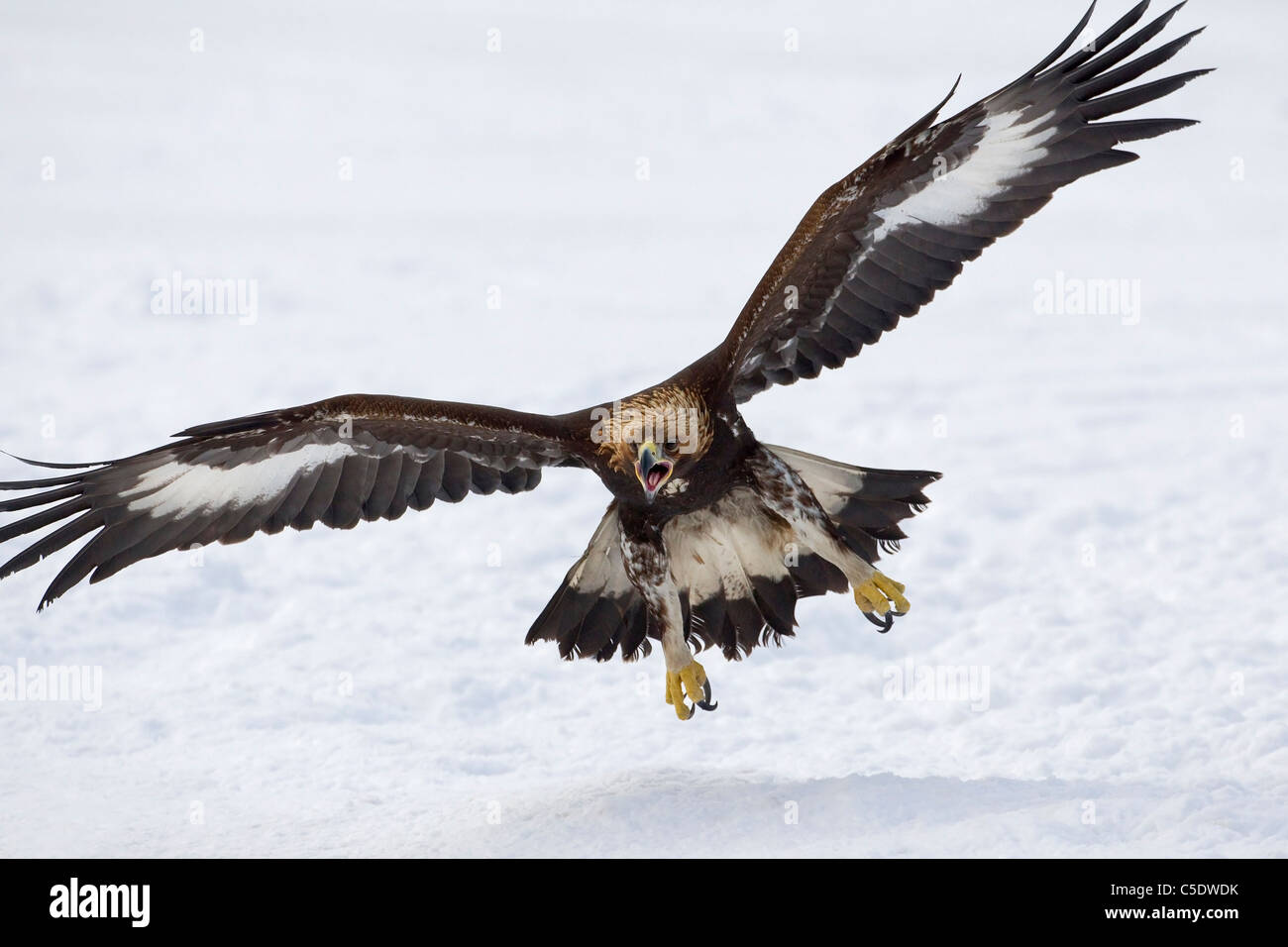 Golden eagle spread wings hi-res stock photography and images - Alamy