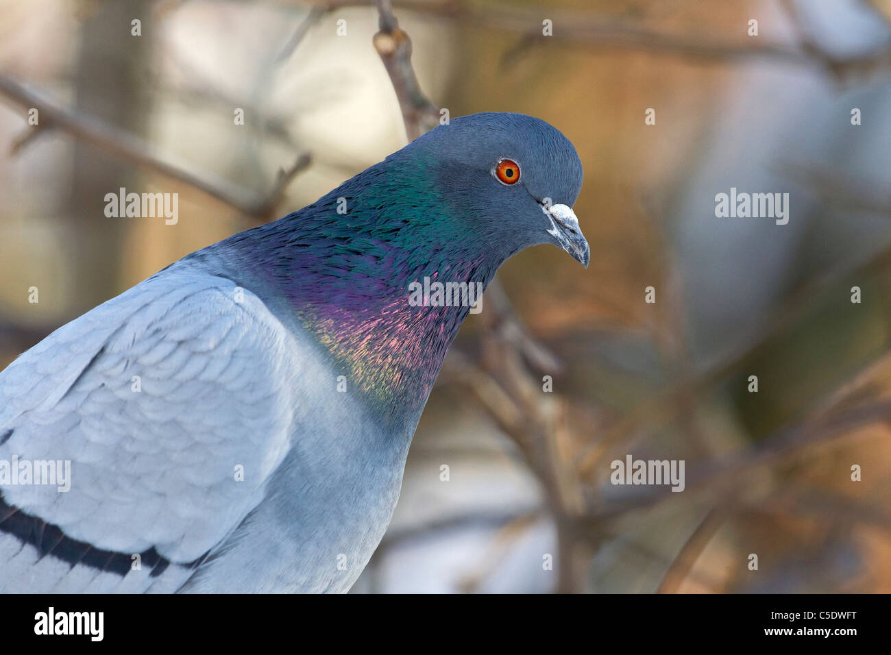 Dove with green background hi-res stock photography and images - Alamy