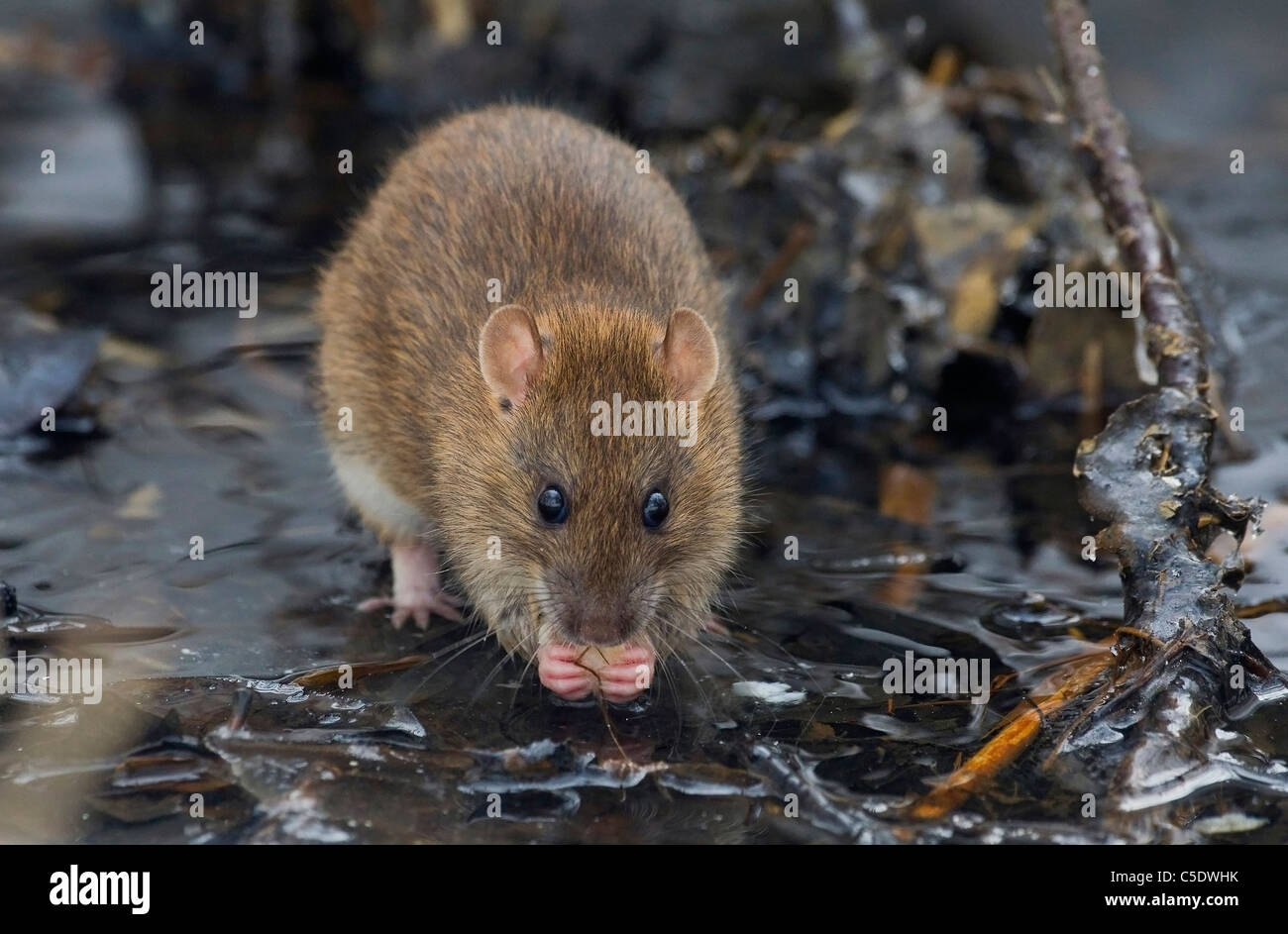 Wet rodent hi-res stock photography and images - Alamy
