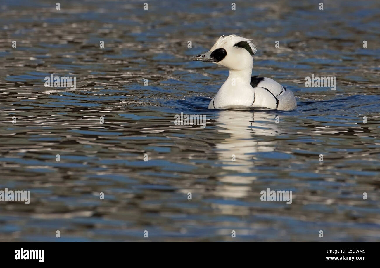 Single bird swimming hi-res stock photography and images - Alamy
