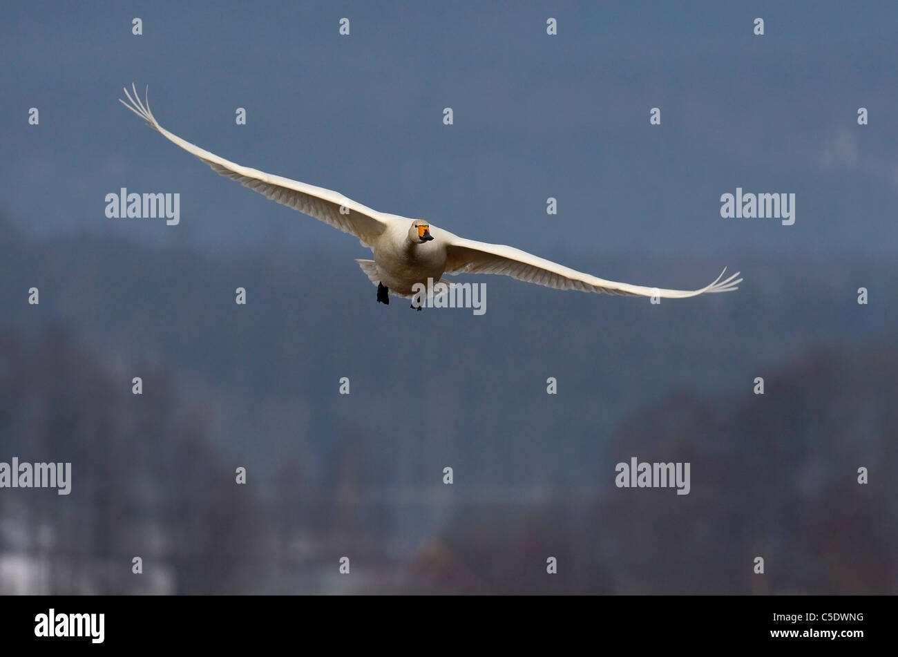One spread wing hi-res stock photography and images - Alamy