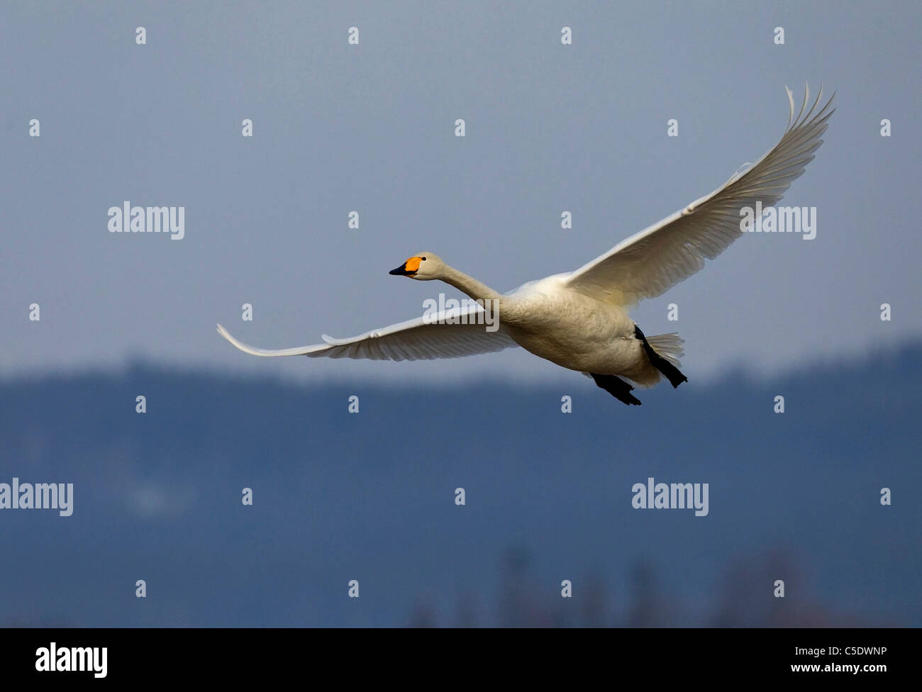 Wings swan hi-res stock photography and images - Alamy